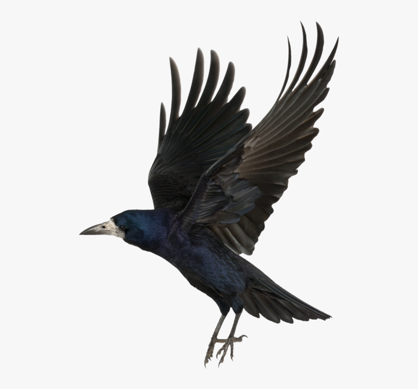 Crow Png Background Image - Crow Transparent, Png Download ...