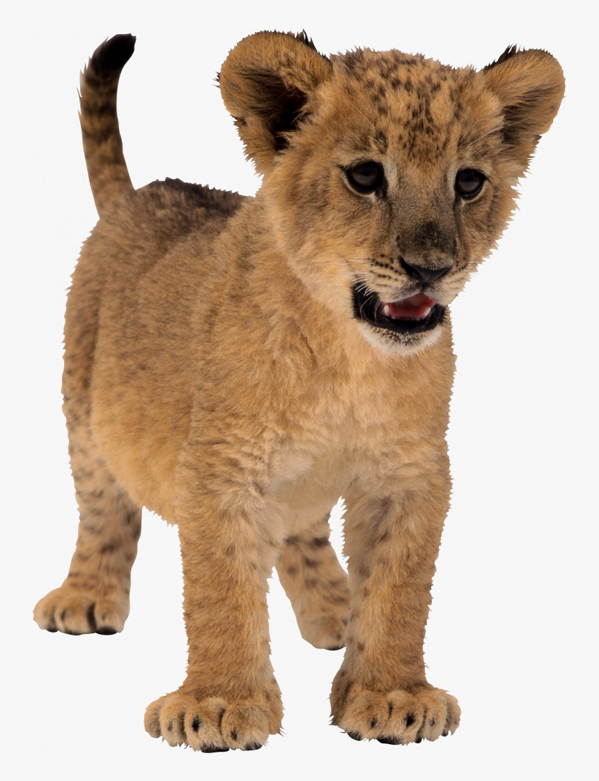 Best Free Lion Icon - Small Lion Png, Transparent Png , Transparent Png ...