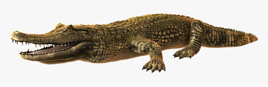 Caiman Png, Transparent Png , Transparent Png Image - PNGitem