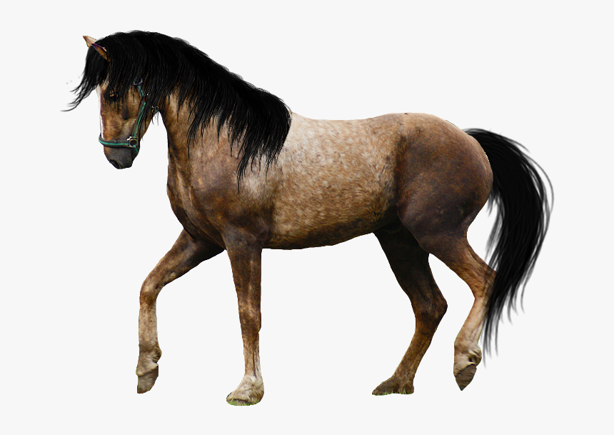 Real Horse Png, Transparent Png , Transparent Png Image - PNGitem