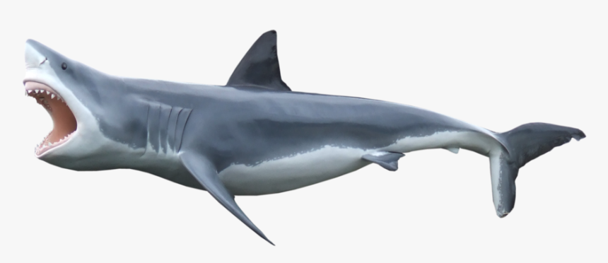 Shark Transparent Background