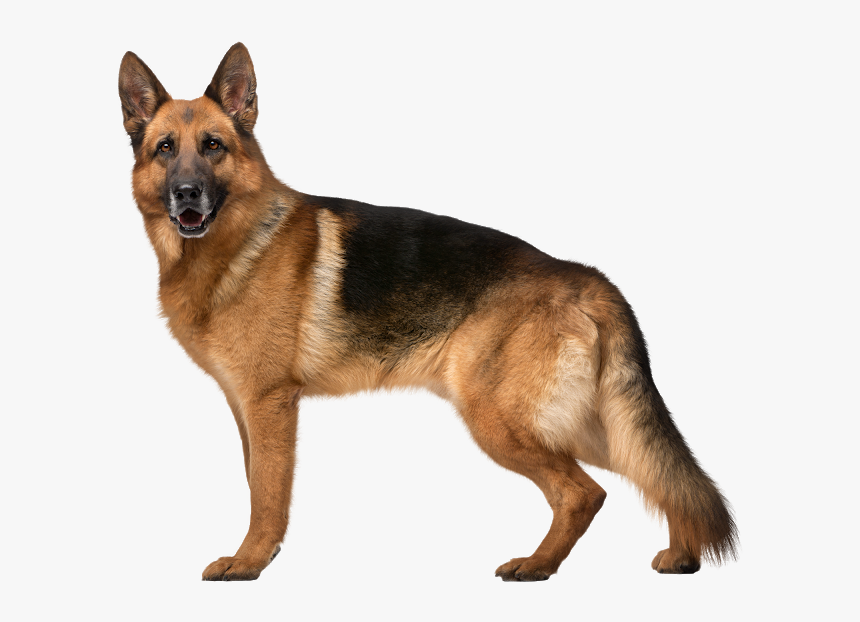Dog German Shepherd Png, Transparent Png , Transparent Png Image - PNGitem