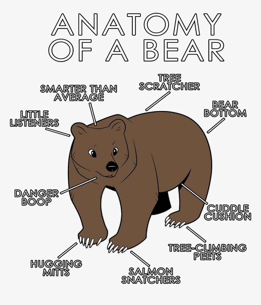 Anatomy Of A Bear, HD Png Download , Transparent Png Image - PNGitem