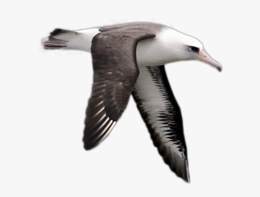 Albatross Png Image - Loon, Transparent Png , Transparent Png Image ...