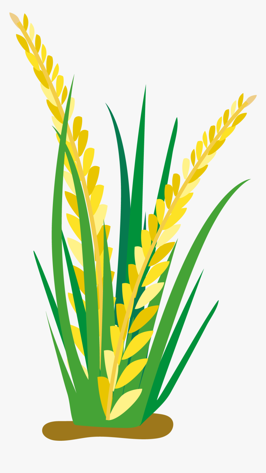 Field Clipart Rice Clip Arts For Download - Rice Plant Clipart Png ...
