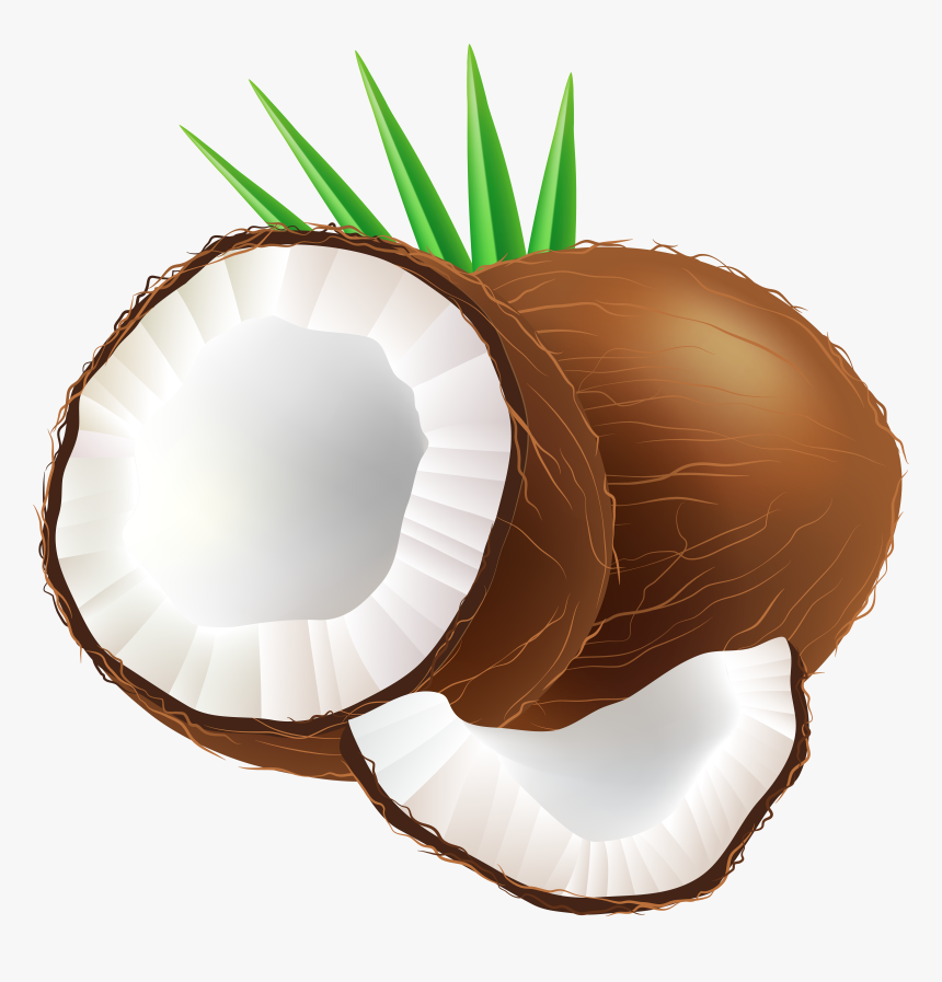 Transparent Coconut Bra Png - Clip Art Of Coconut, Png Download ...