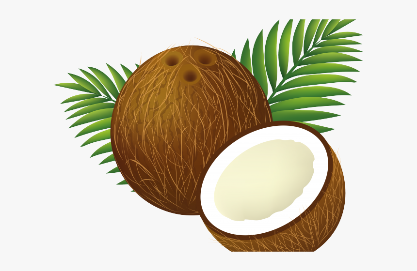 Coconut Clipart Clip Art - Coconut Png Clipart, Transparent Png ...