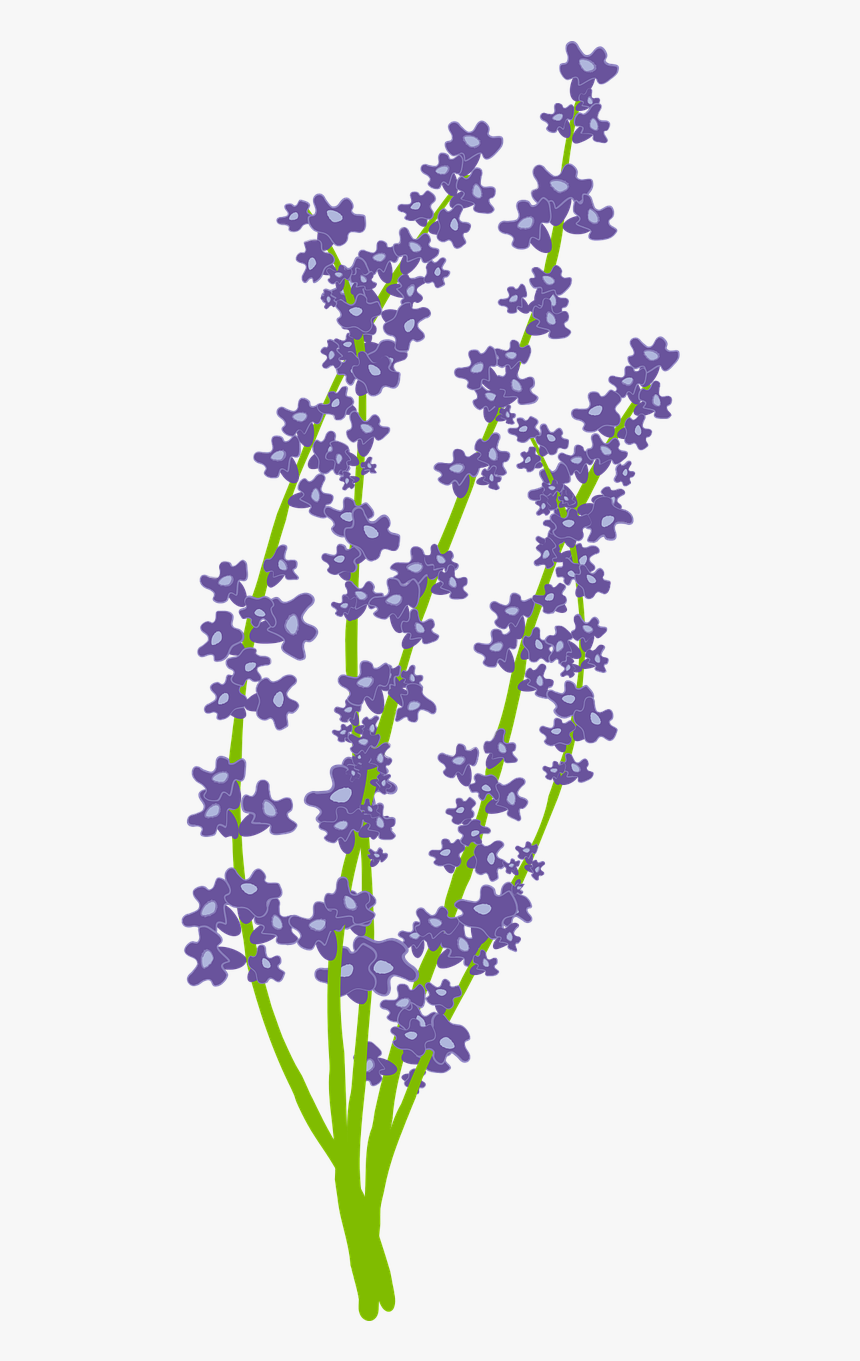 Flower Nature Free - Usc Lavender Graduation, HD Png Download ...