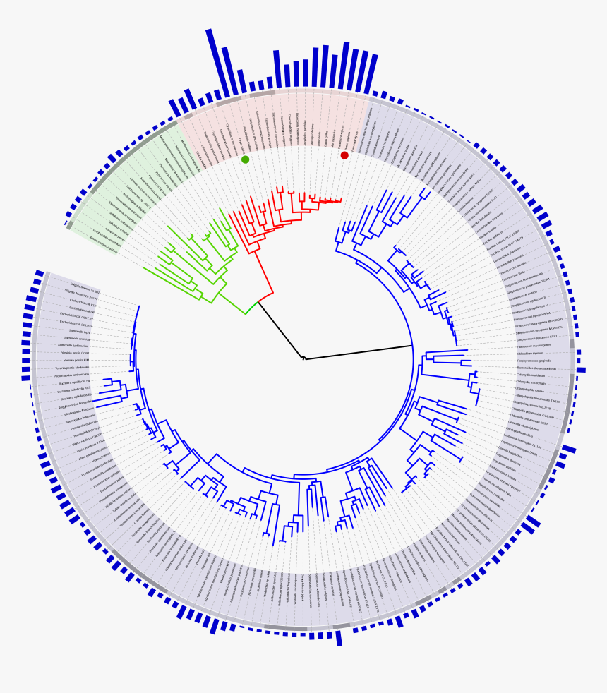 Tree Of Life Genome Sequencing, HD Png Download , Transparent Png Image ...
