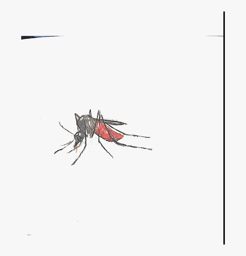 Tangle-web Spider, HD Png Download , Transparent Png Image - PNGitem