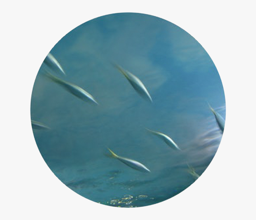 Sardine, HD Png Download , Transparent Png Image - PNGitem