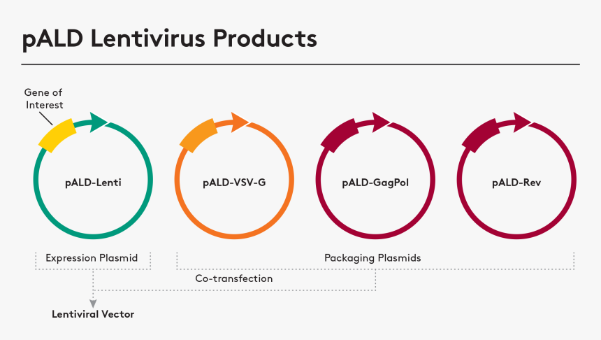 Lentiviral Vector, HD Png Download , Transparent Png Image - PNGitem
