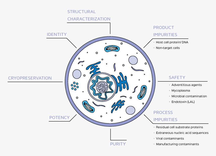Process Development Gene Therapy, HD Png Download , Transparent Png ...