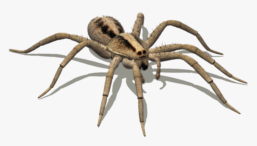 Clip Art Pisaurina Mira - Hissing Spider, HD Png Download , Transparent ...