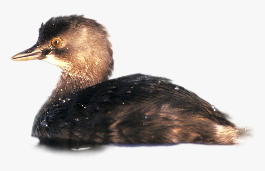 Ruddy Duck, HD Png Download , Transparent Png Image - PNGitem