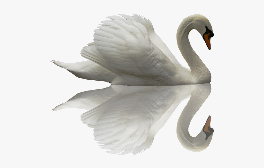 Swan Transparent Beautiful - Cisneis Png, Png Download , Transparent ...