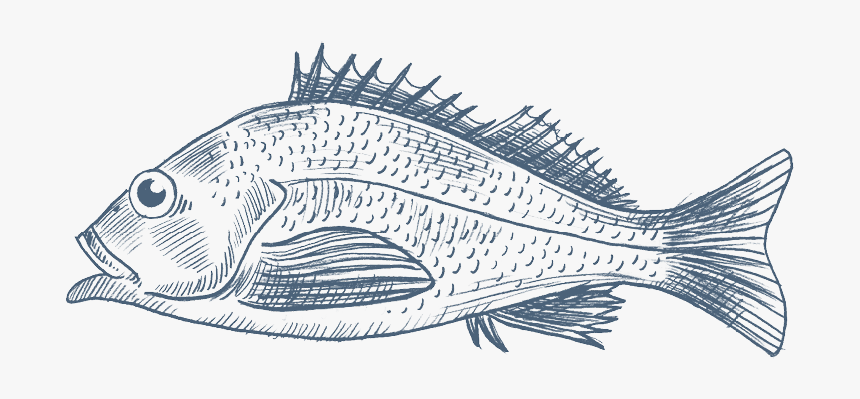 Nordsee - Snapper, HD Png Download , Transparent Png Image - PNGitem