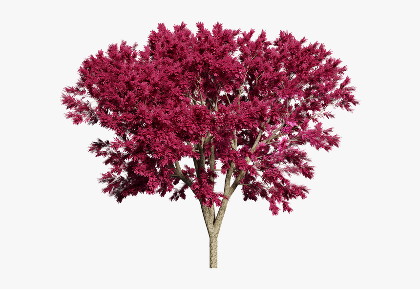 Tree, Nature, Isolated, Landscape, Spring, Leaf - Transparent ...