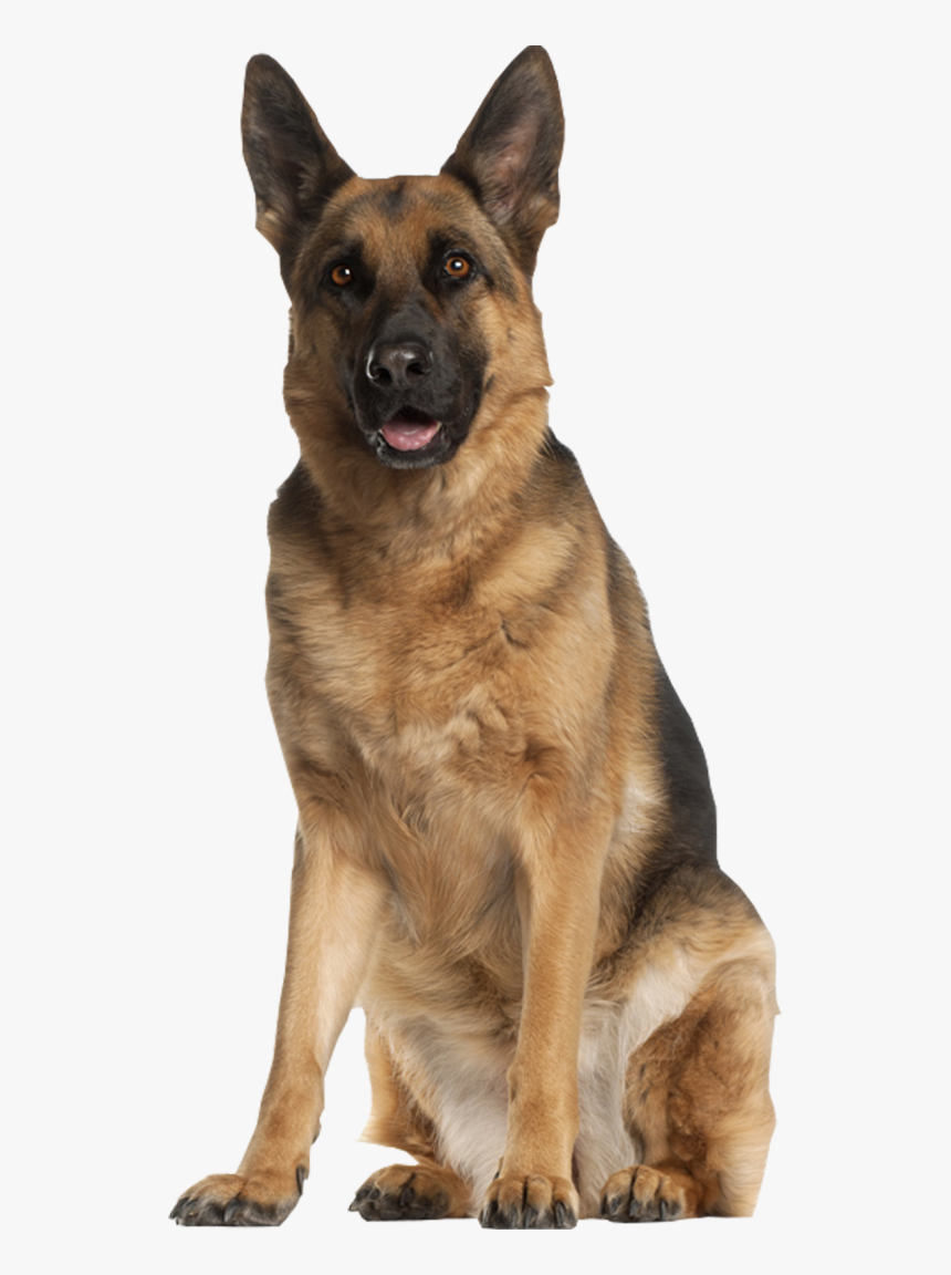 German Shepherd Png, Transparent Png , Transparent Png Image - PNGitem