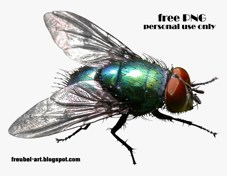 House-fly - House Fly Flies Transparent Background, HD Png Download ...