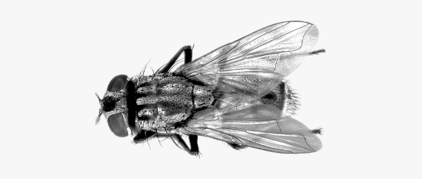 Pest Control, HD Png Download , Transparent Png Image - PNGitem