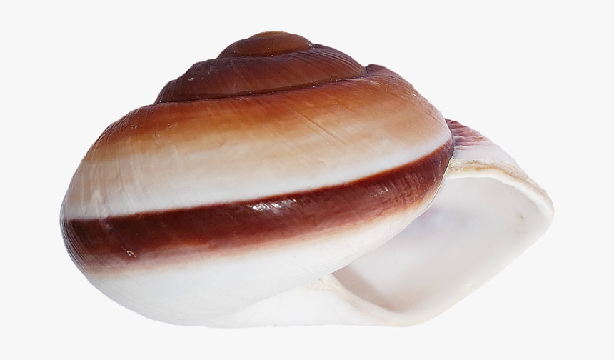 Concha, Conchas, Mar, Blanco, Playa, Naturaleza - Seashell, HD Png ...