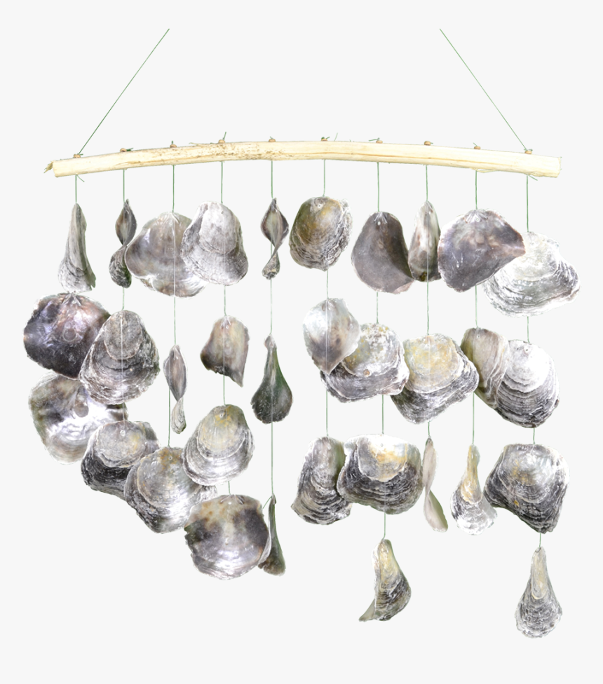 Shell Window Curtain -placuna/12, HD Png Download , Transparent Png ...