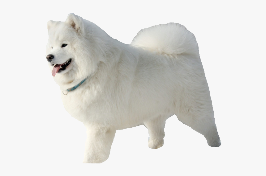 Samoyed Png, Transparent Png , Transparent Png Image - PNGitem