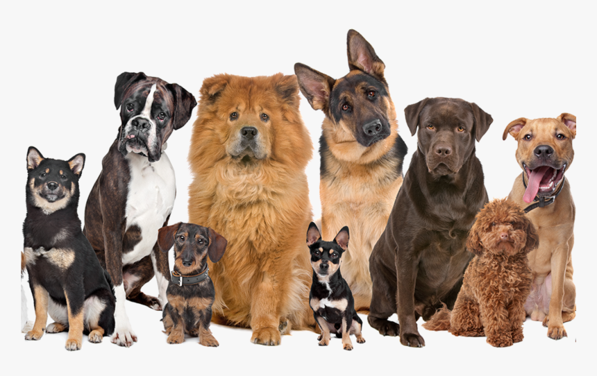 Francesca S Barking Mad Blog - Large Group Of Dogs, HD Png Download ...