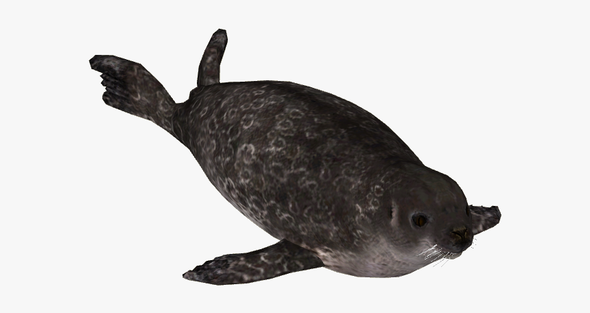 Ringed Seal Png, Transparent Png , Transparent Png Image - PNGitem