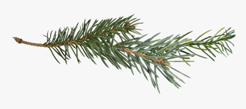 Pine Branch Transparent Png - Pine Tree Branch Png, Png Download , Transparent Png Image - PNGitem