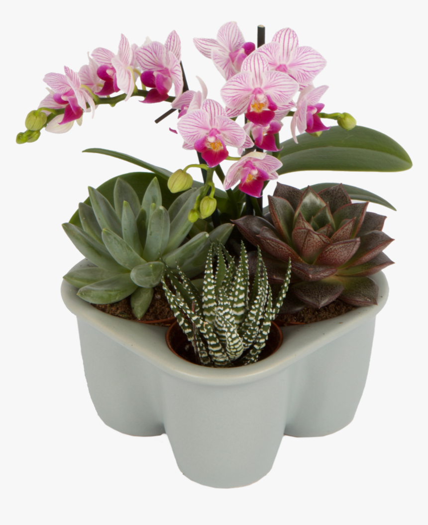 Flowerpot, HD Png Download , Transparent Png Image - PNGitem