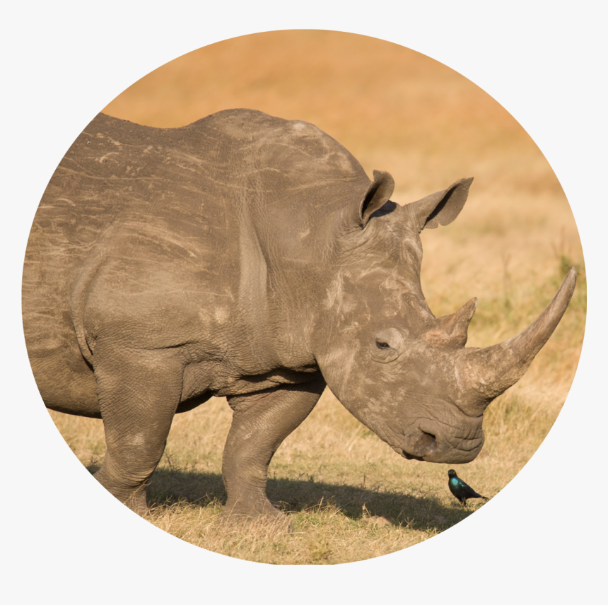 Black Rhinoceros , Png Download - Black Rhinoceros, Transparent Png ...