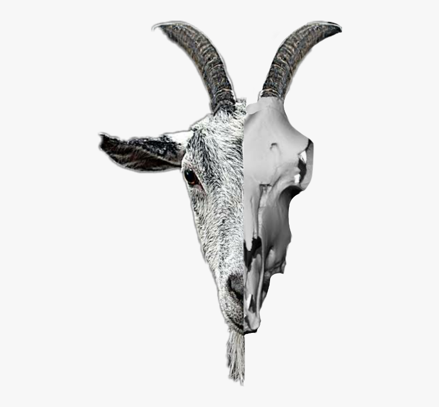 Goat Skull Freetoedit Scskulls Skulls, HD Png Download , Transparent ...