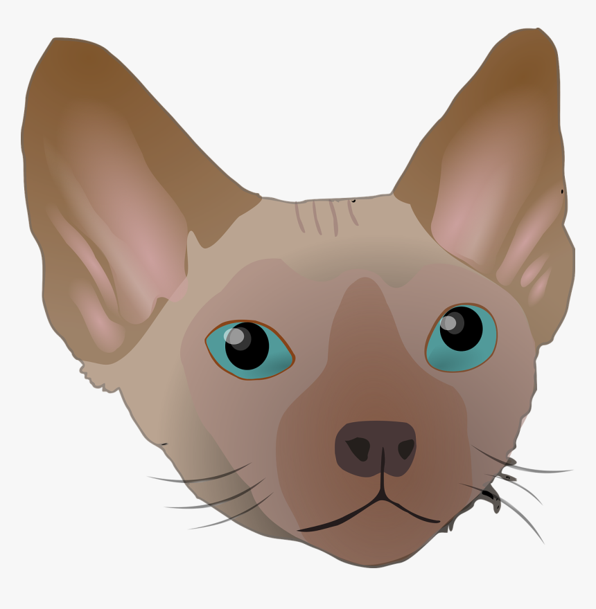 Devon Rex, HD Png Download , Transparent Png Image - PNGitem