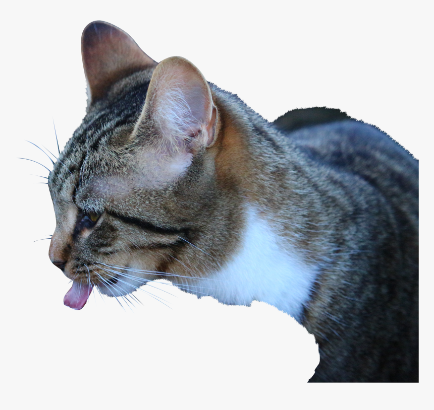 Katten Drinken, HD Png Download , Transparent Png Image - PNGitem
