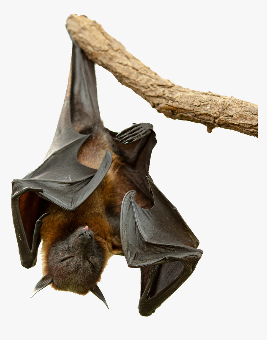 Flying Fox 05 Png By - Flying Fox Png, Transparent Png , Transparent ...