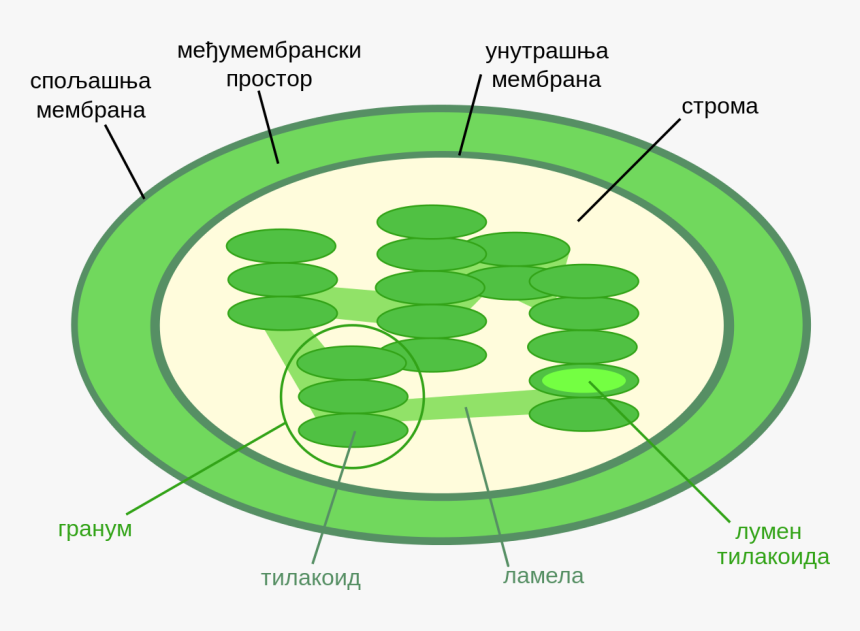 Thylakoid Space In Chloroplast , Png Download - Chloroplast Diagram ...