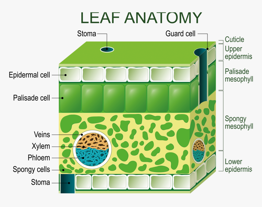 Transparent Chloroplast Png Diagram Of A Leaf Structure Png Download 