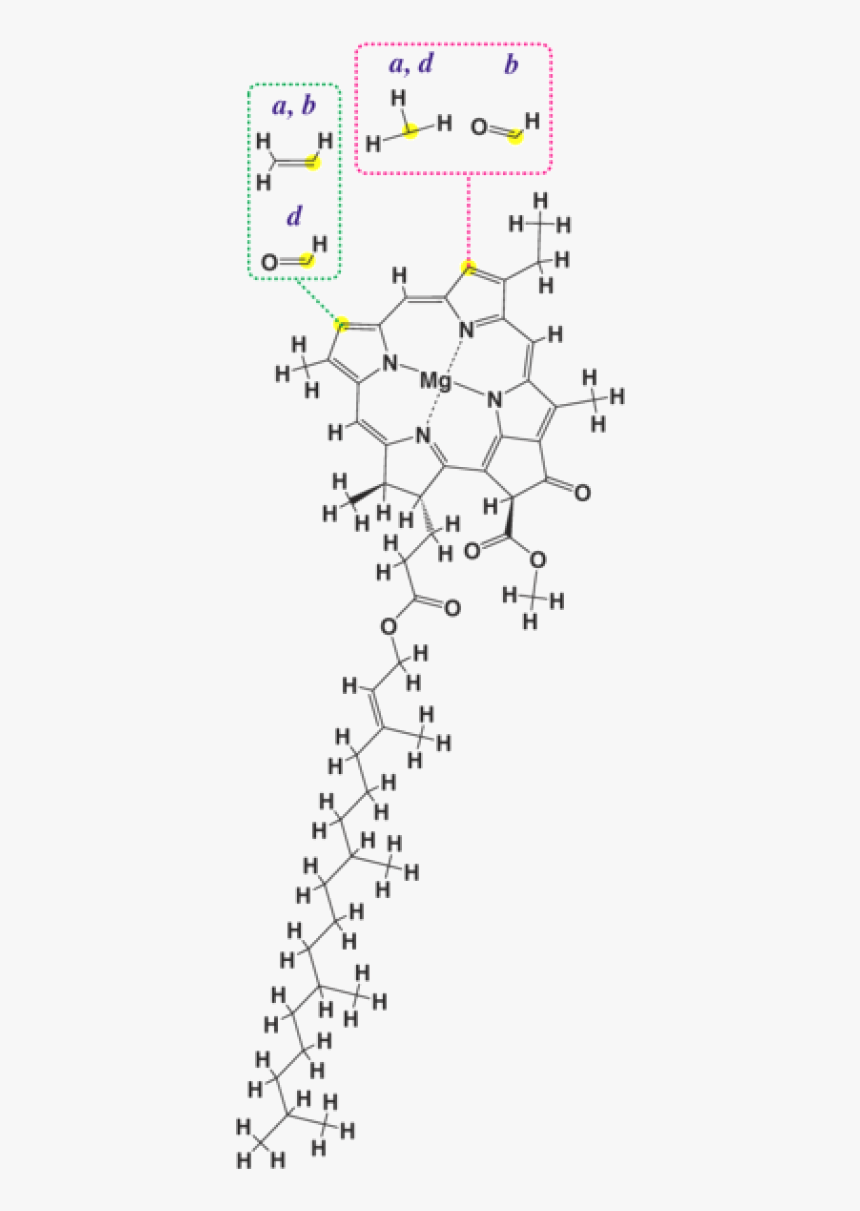 Structural Formula Of Chlorophyll, HD Png Download , Transparent Png ...