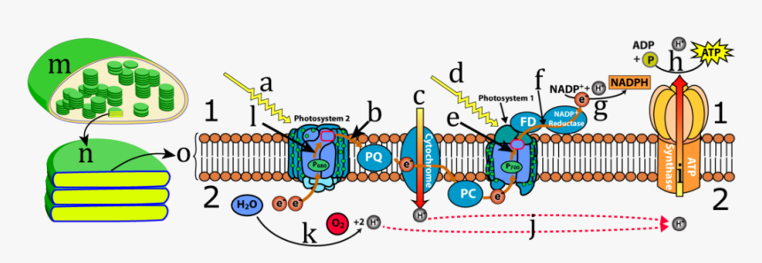 Light Reaction Clipart, HD Png Download , Transparent Png Image - PNGitem