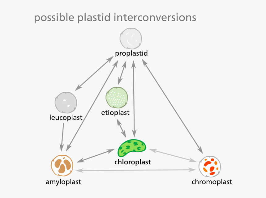 Plastid Development Cycle, HD Png Download , Transparent Png Image ...