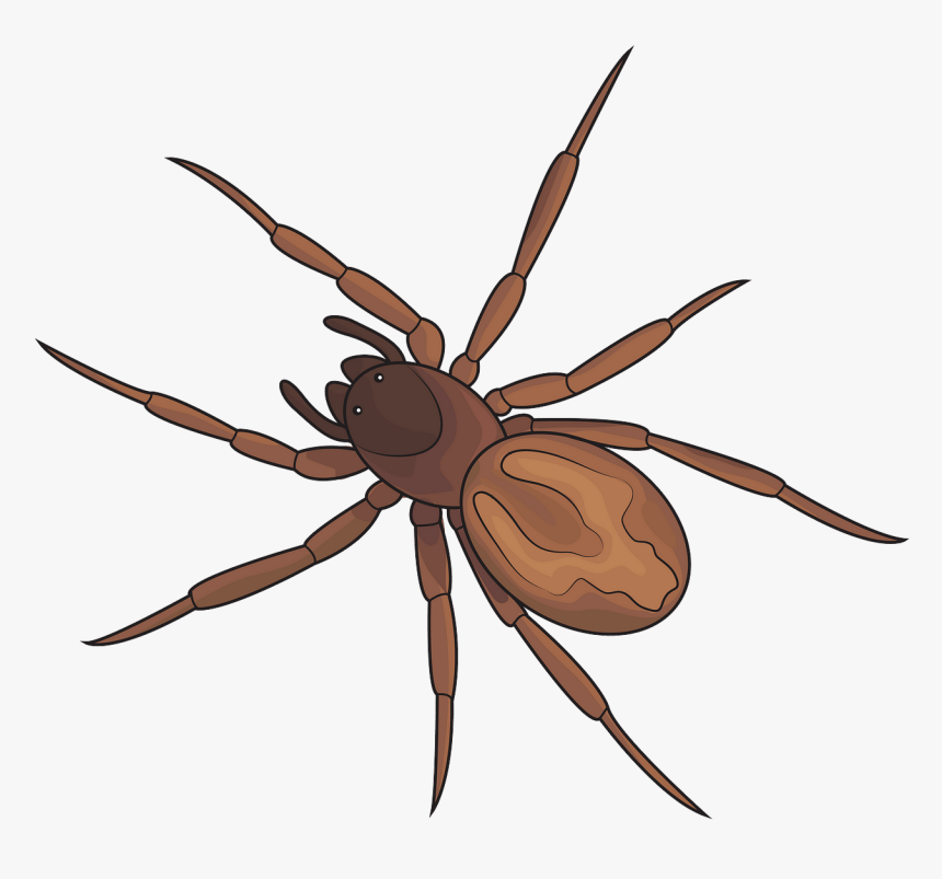 Fox Spider, HD Png Download , Transparent Png Image - PNGitem
