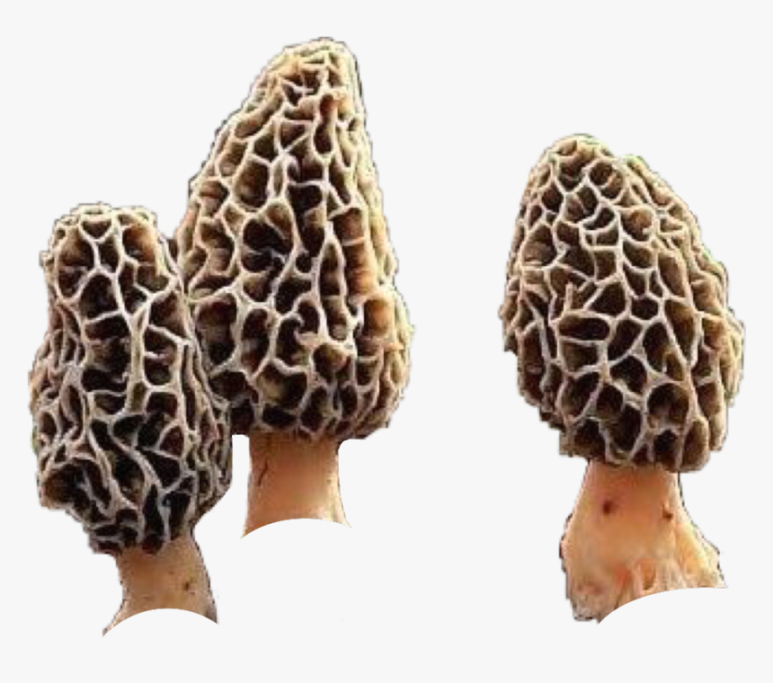 #morels #morelmushrooms #shrooms #mushrooms #natnat7w - Morel Mushrooms ...