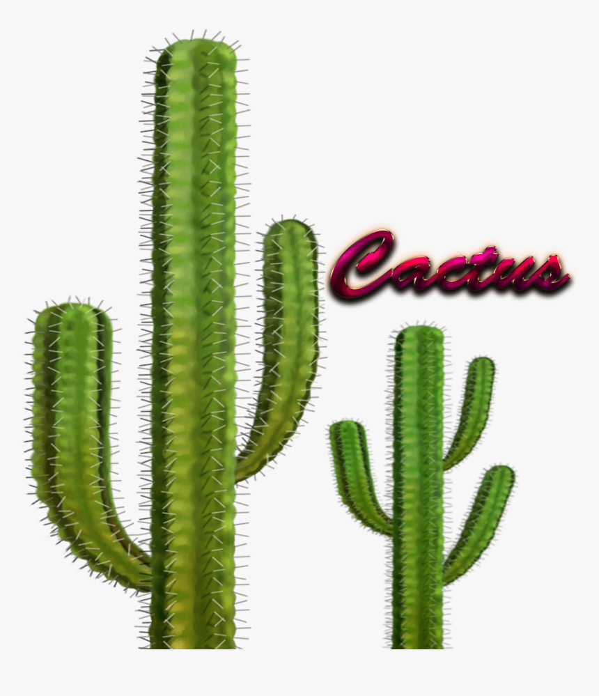 Cactus Images Png - Internal Structures Of Cactus, Transparent Png ...