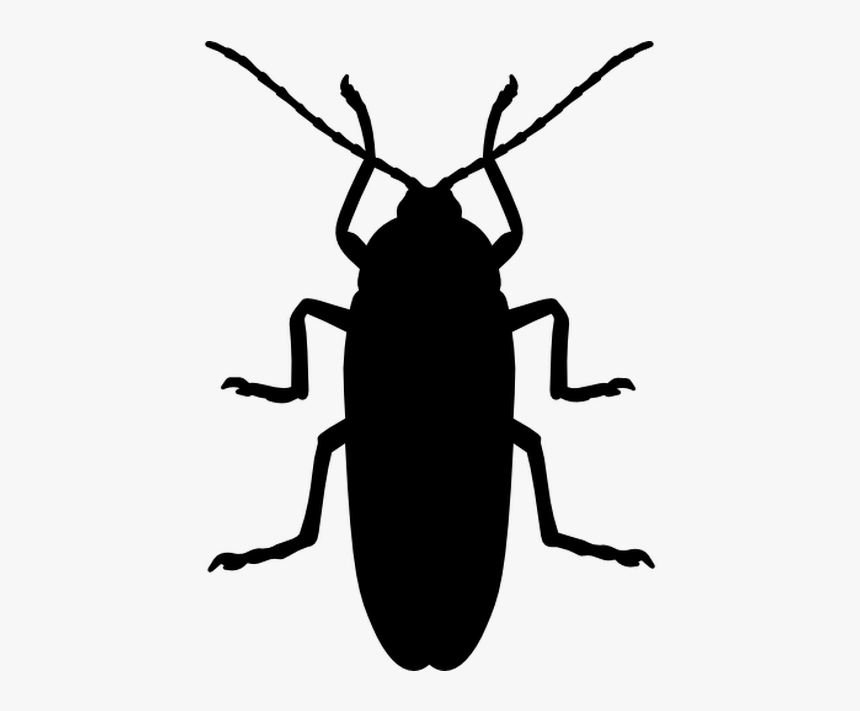 Insect Silhouette