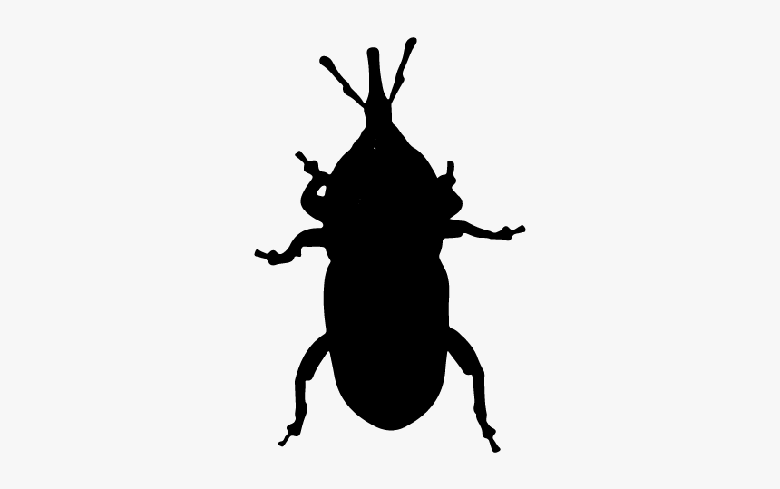 Weevil, HD Png Download , Transparent Png Image - PNGitem
