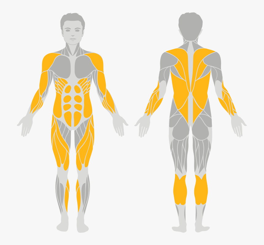 Easy Muscular System Diagram, HD Png Download , Transparent Png Image ...