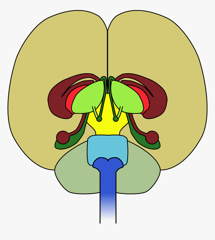 Brain Frontal View Cortex, HD Png Download , Transparent Png Image ...