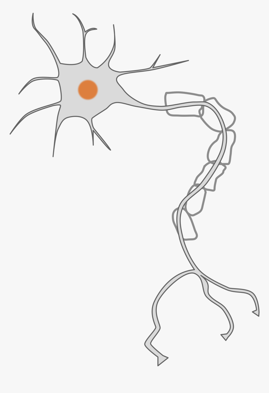 Nervous Clipart Transparent - Neuron Clipart, HD Png Download ...